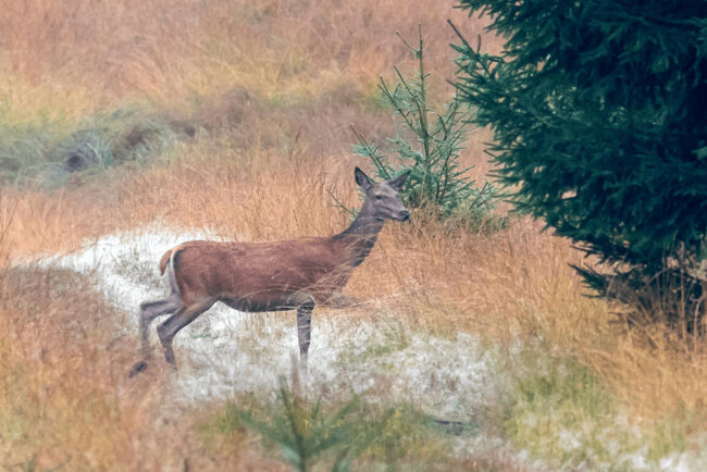 Prodej zvěřiny - AP lesnická